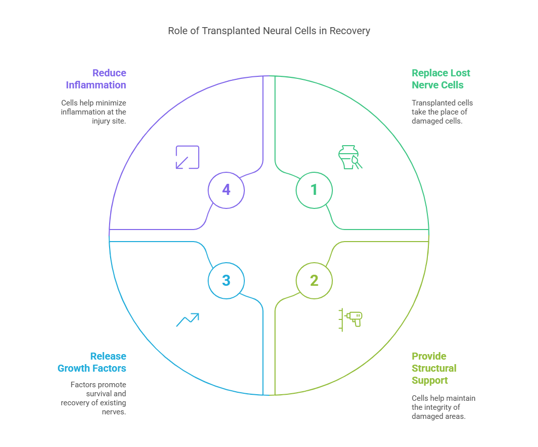 Keio University Stem Cell Research Shows Promise for Spinal Cord Injury ...